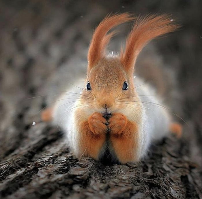 Supermodel Squirrel - 9GAG