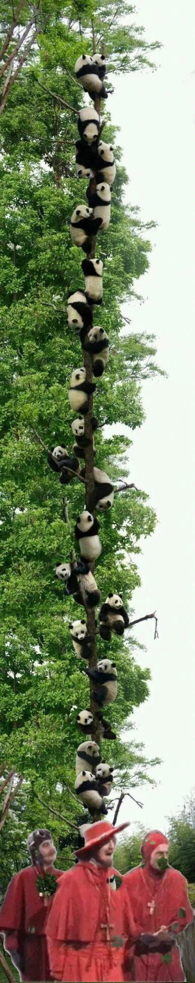 Pandas climbing a tree - 9GAG