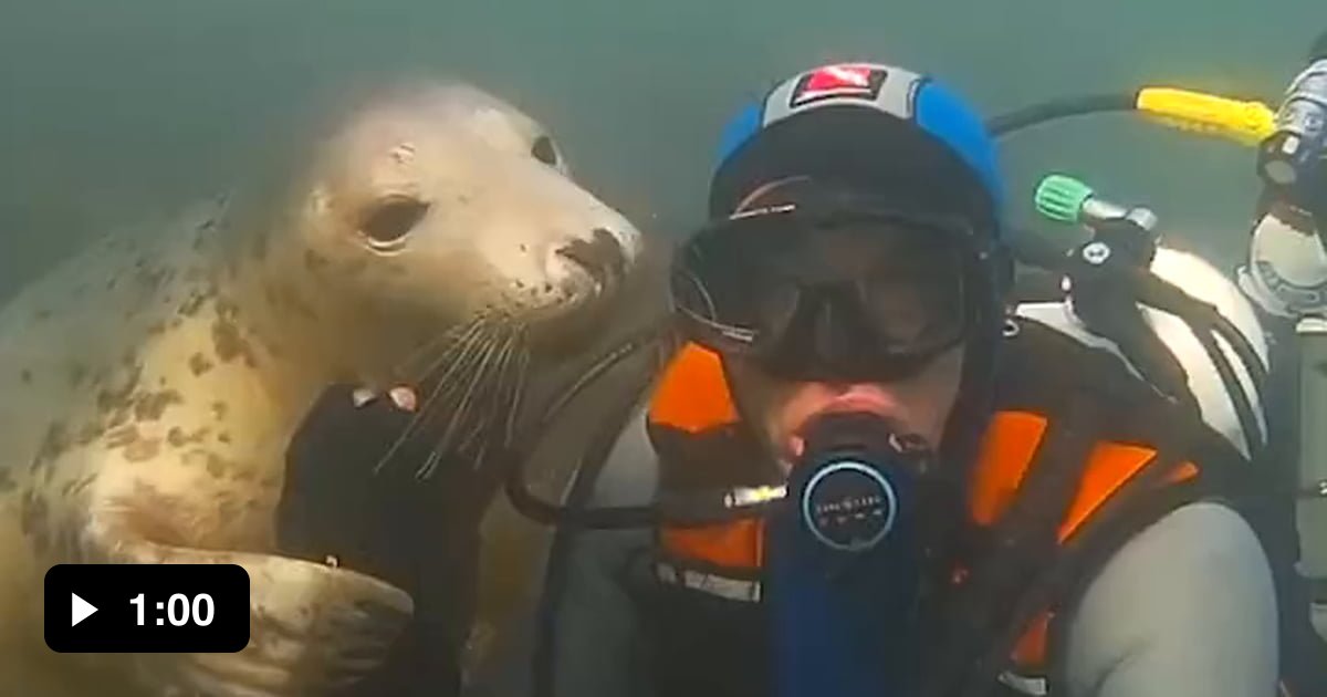 Underwater Doggo - 9GAG