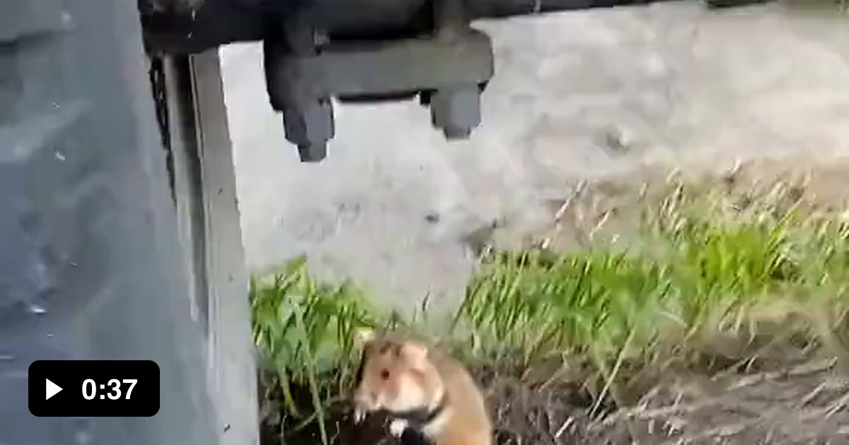 Bioengineered battle hamster - 9GAG