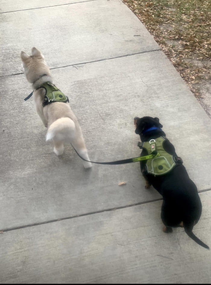 Dogs have to be leashed. Zach loved walking his brosky. - 9GAG