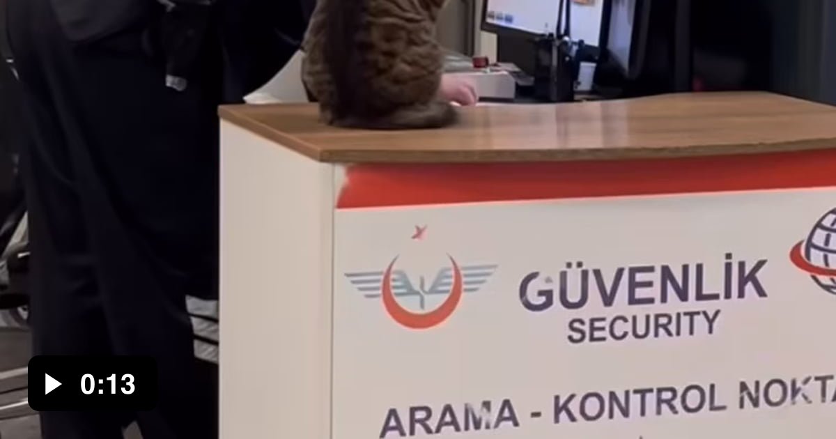 Hard working security cat - 9GAG