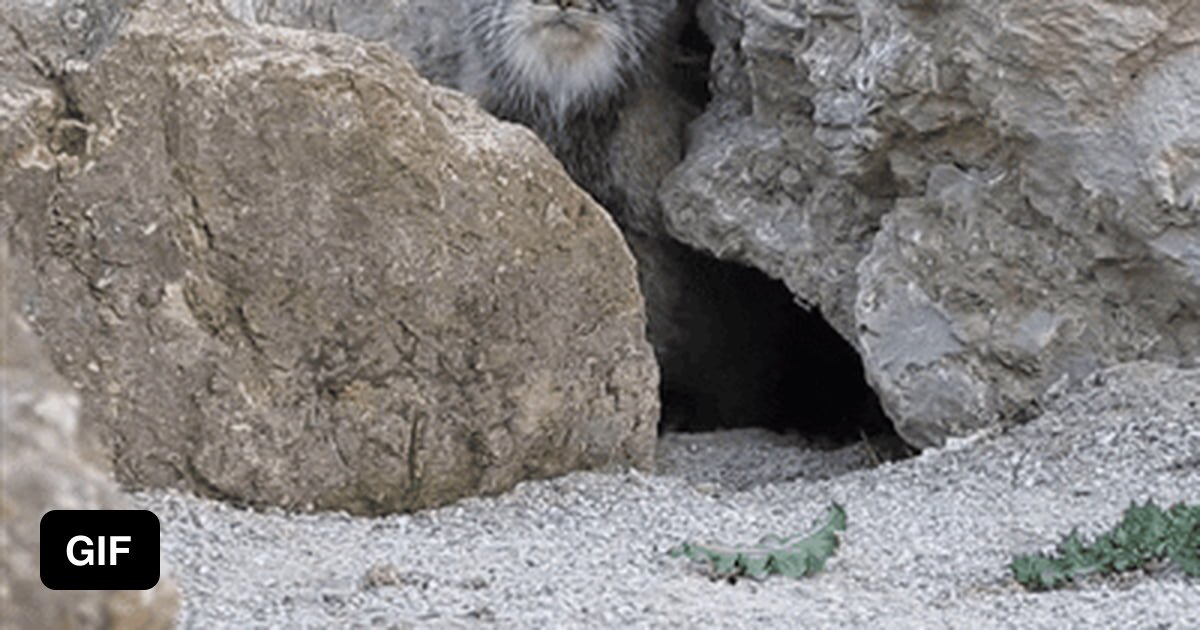 The Pallas’s cat has the densest fur of any cat in the world, and also ...