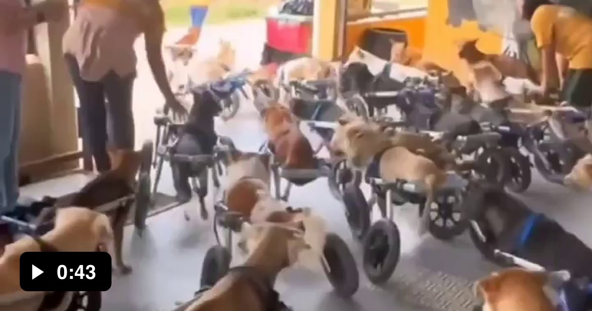 Let's go for a walk. - 9GAG