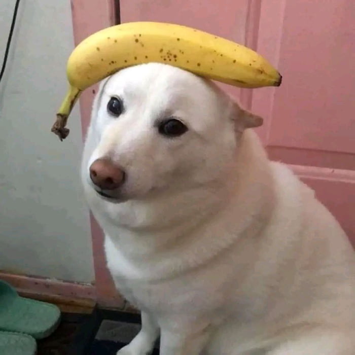 Dog with banana for scale - 9GAG