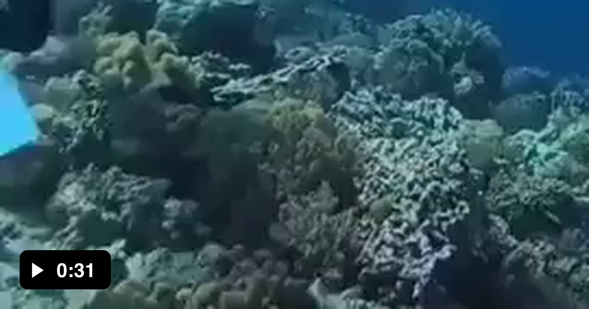 Earthquake while diving - 9GAG