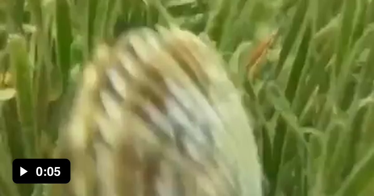 Scallops use jet propulsion to swim - 9GAG