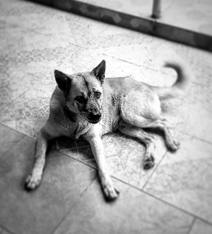 My dog aint dead.. dont jump to conclusion.. - 9GAG