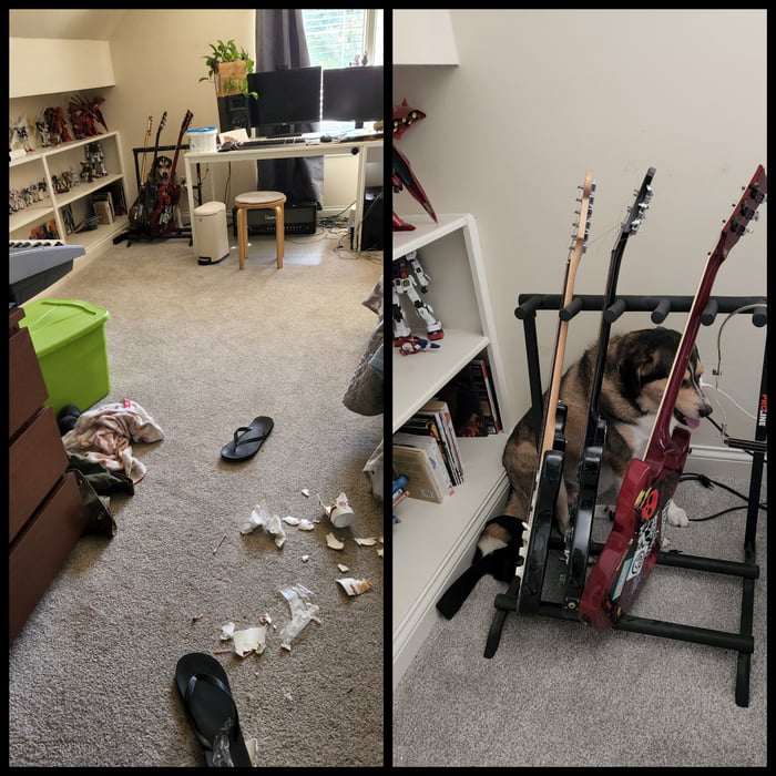 Not a good hiding spot Koda.. - 9GAG