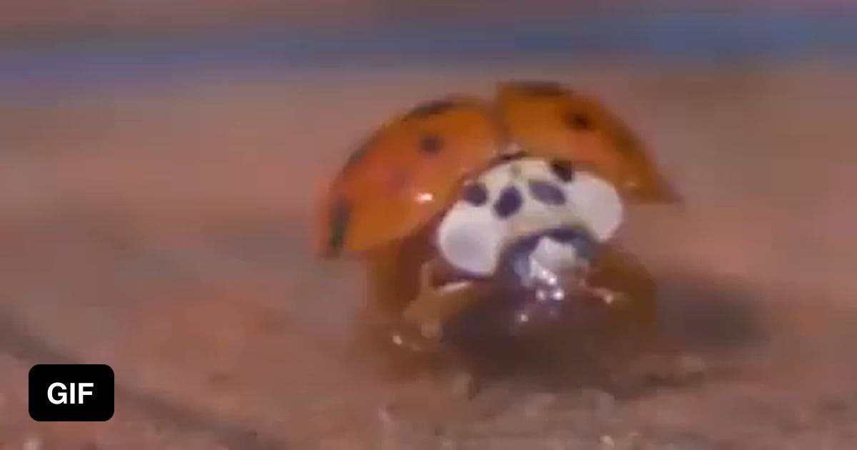Lady bug taking off in slow motion - 9GAG