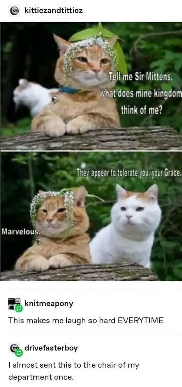 Sir Mittens Memes