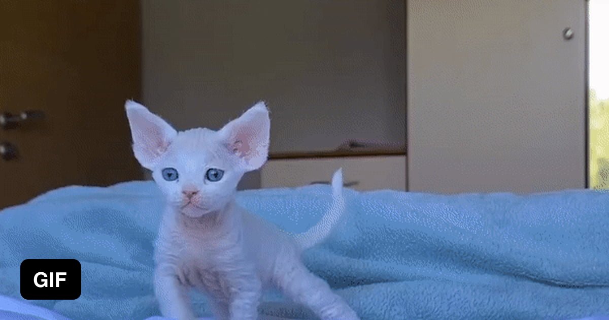 Devon Rex kitten - 9GAG