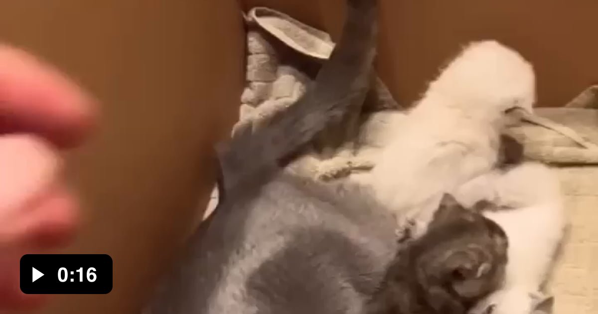 Was hoping for head scratches, gets baby theft instead. - 9GAG