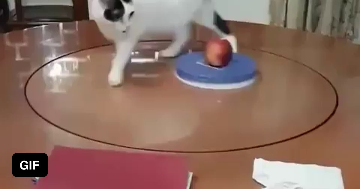 FAT.CAT stuck on a loop - 9GAG