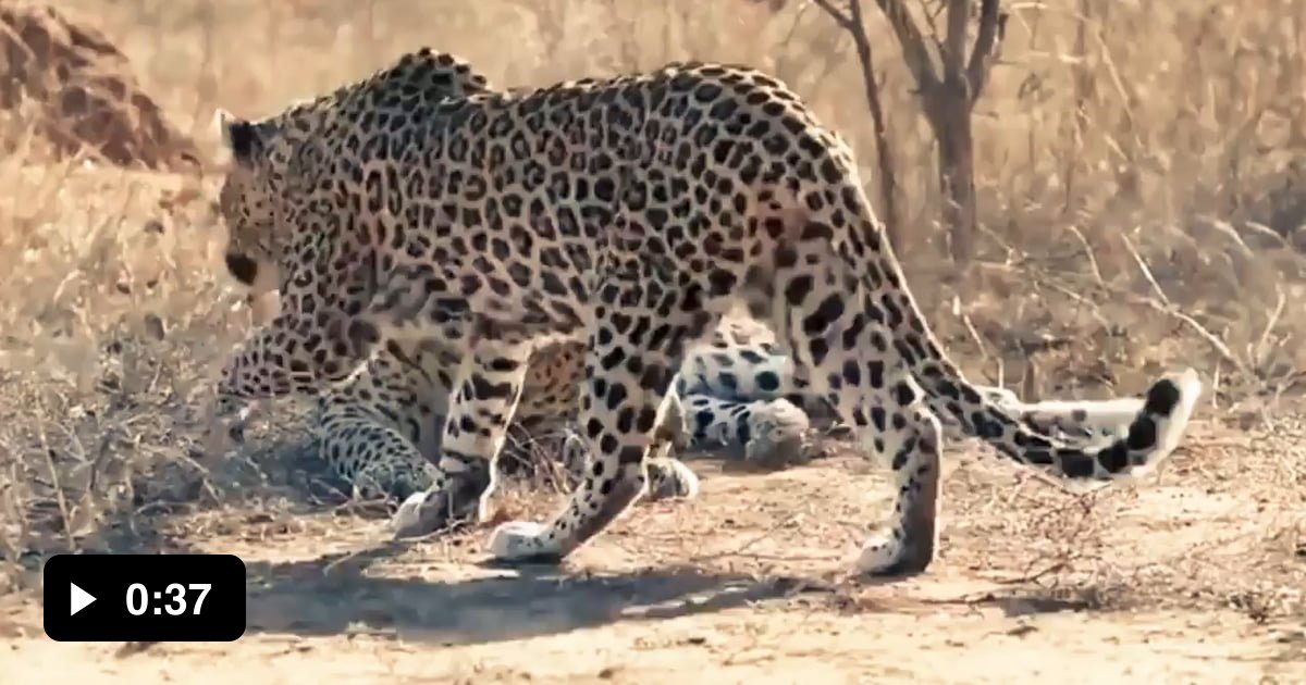 The female leopard woke up the male to get his attention. - 9GAG