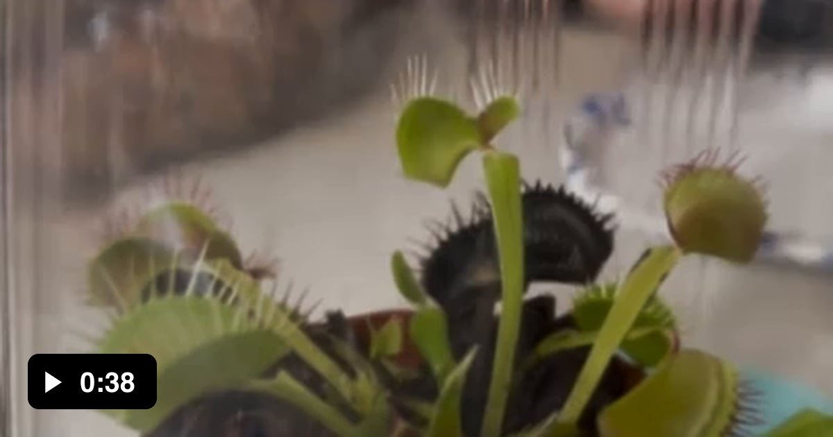 Excited about Venus fly trap - 9GAG
