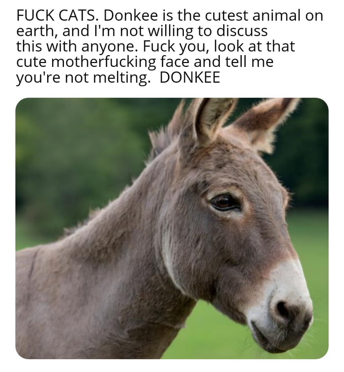 Donkee - 9GAG