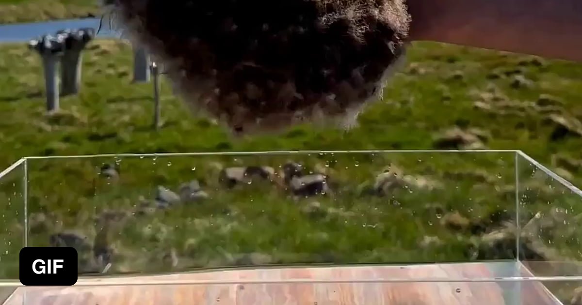 Submerging eiderdown in water - 9GAG