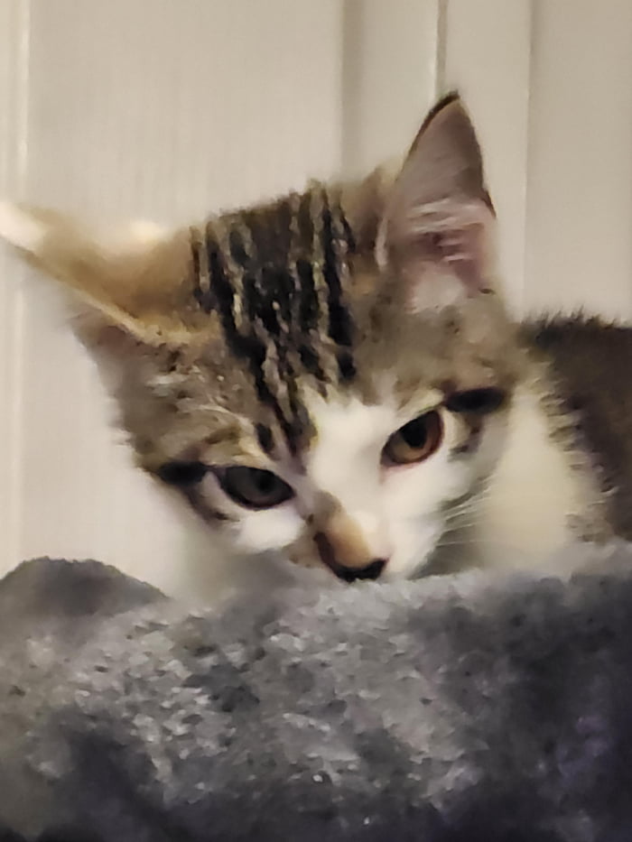 Samson giving HEAVY side eye - 9GAG