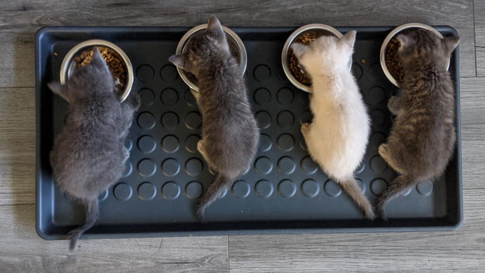 4x the cuteness - 9GAG