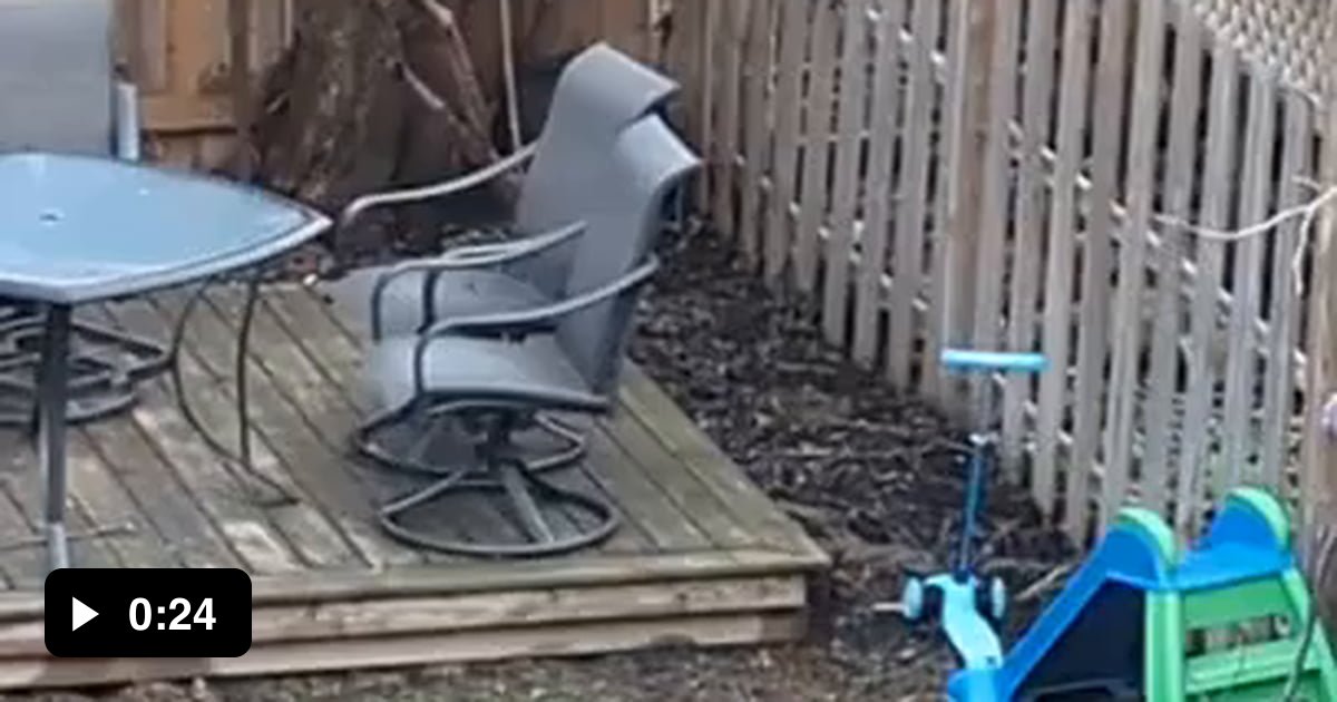 Wild squirrel plays with ball in backyard - 9GAG