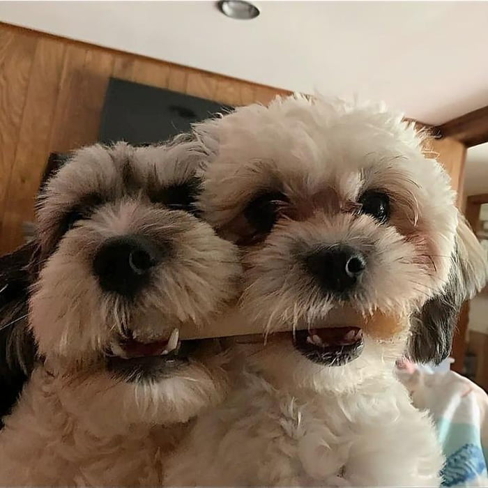 Two dogs one bone - 9GAG