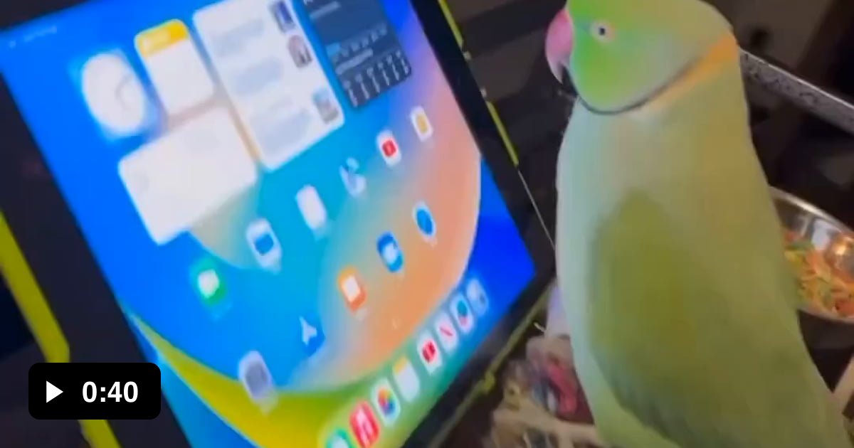 Birds are something special. - 9GAG