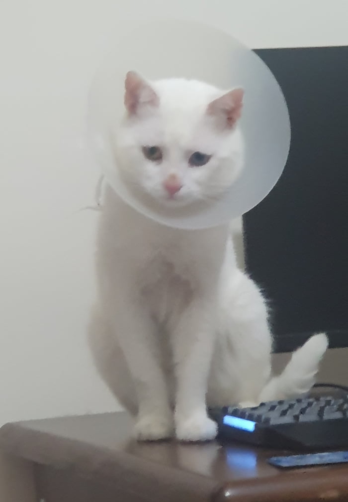 That's my boi Atlas. he lost his manhood. Can you see the happiness on ...