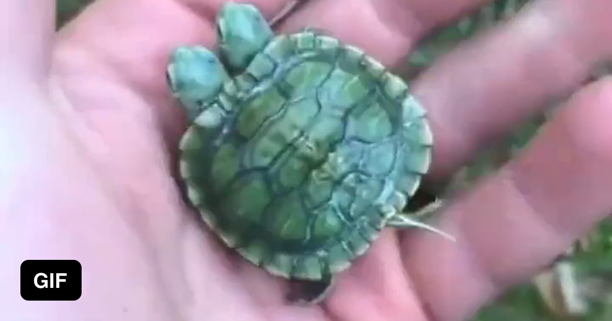 Turtle with two heads - 9GAG