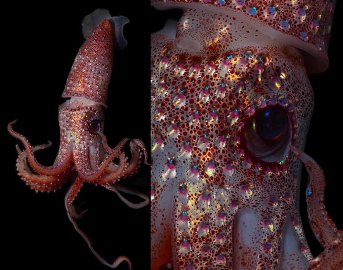 Meet the 'strawberry squid' it lives in a region of the ocean known as ...