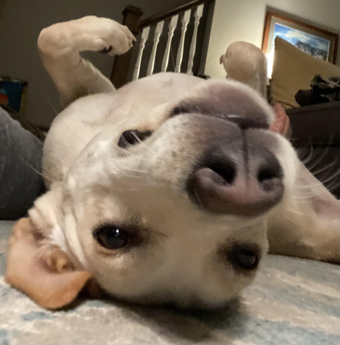 The rare yoga pose, upside down dog - 9GAG