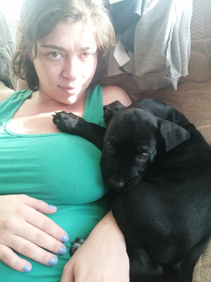 Cane Corso, the protector for the titten - 9GAG