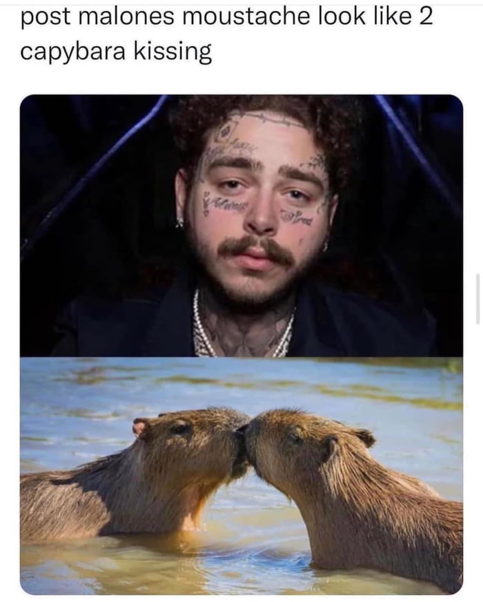 Capybara Malone. - 9GAG