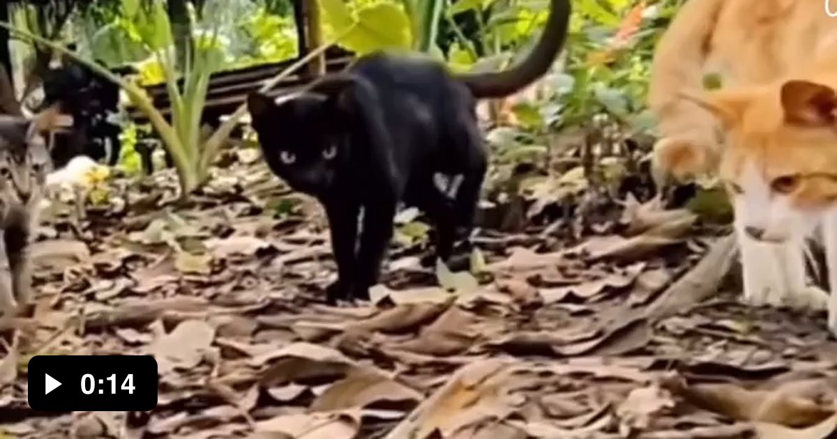 The average snake's reaction time: 44-70ms, the average cat's reaction time: 20-70ms - 9GAG