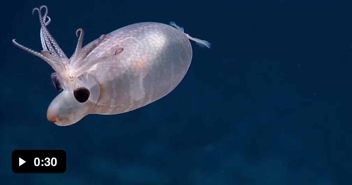 Piglet squid filmed by EV Nautilus near the Palmyra Atoll at a depth of ...
