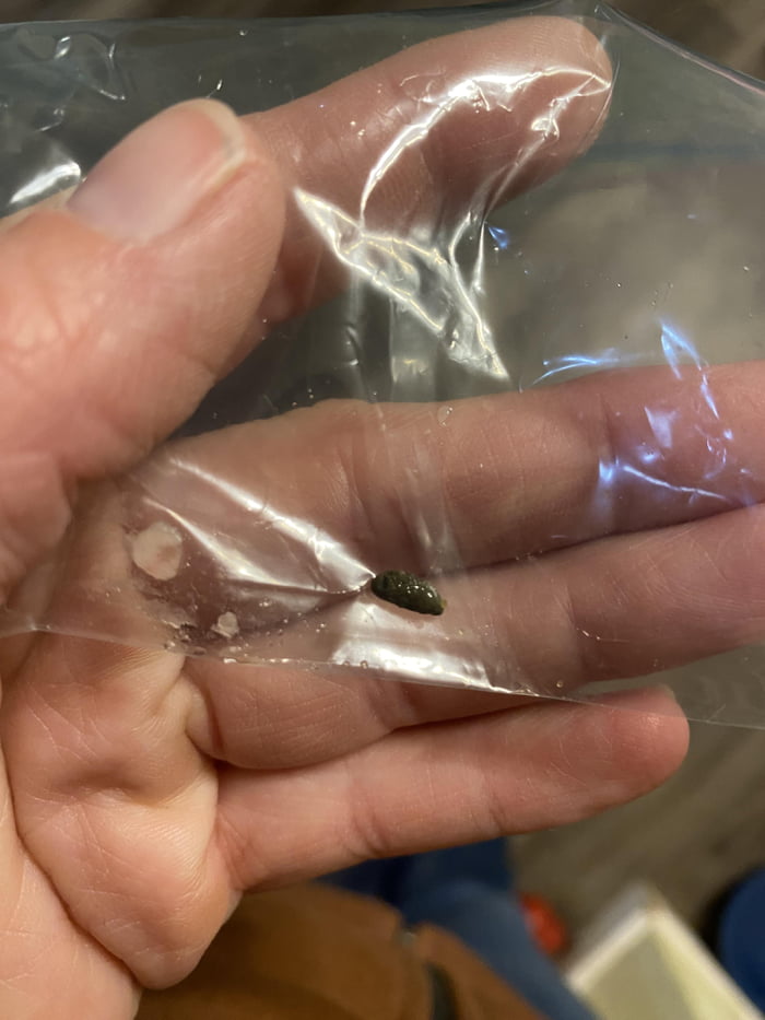 Mouse poop from butcher - 9GAG