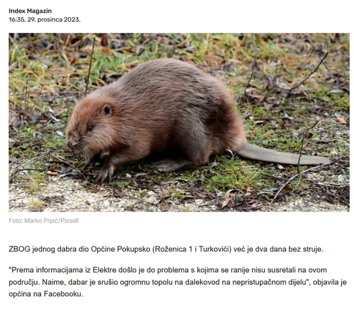 Bobr kurwa wreaking havoc in Croatia - 9GAG