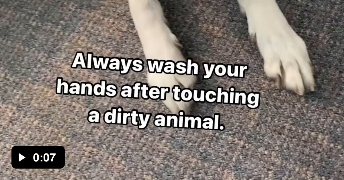 My dog sent me this - 9GAG