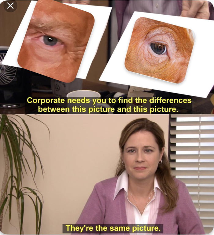 Ones trumps eye and one’s a pigs eye. - 9GAG