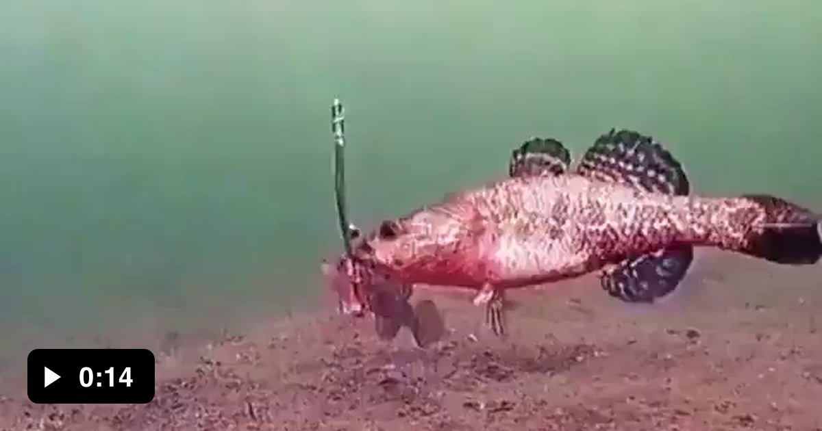 Underwater footage of a fish getting caught - 9GAG