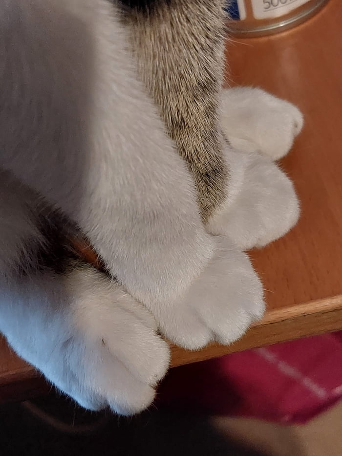 Fluffy paws - 9GAG