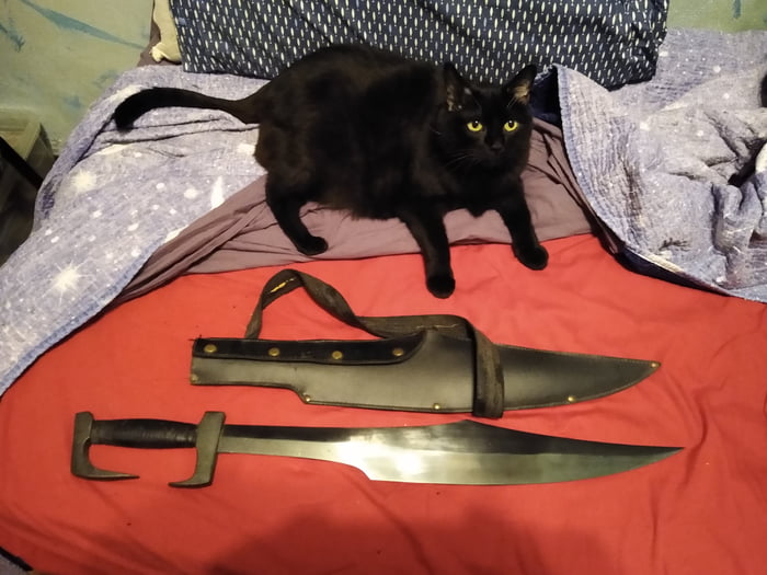 Posting swords? Here my King Leonidas sword from 300, plus my fat cat. - 9GAG
