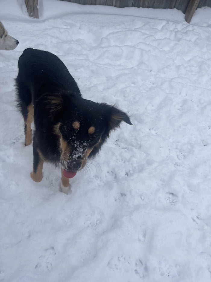 Snow Dog - 9GAG