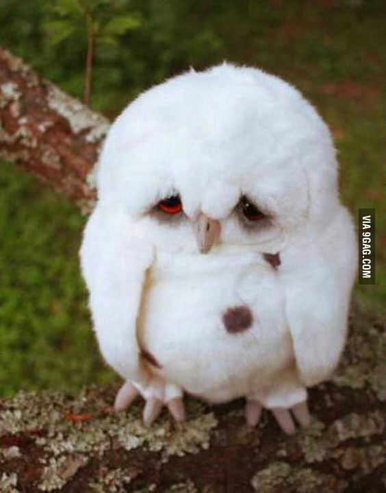 Googled Saddest Bird. Wasn't disappointed. - 9GAG