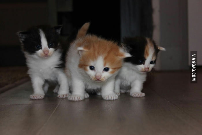 The three musketeers.. - 9GAG