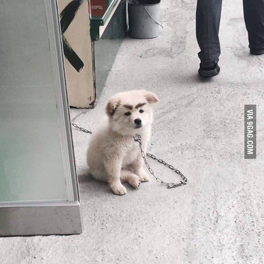 Very serious dog - 9GAG