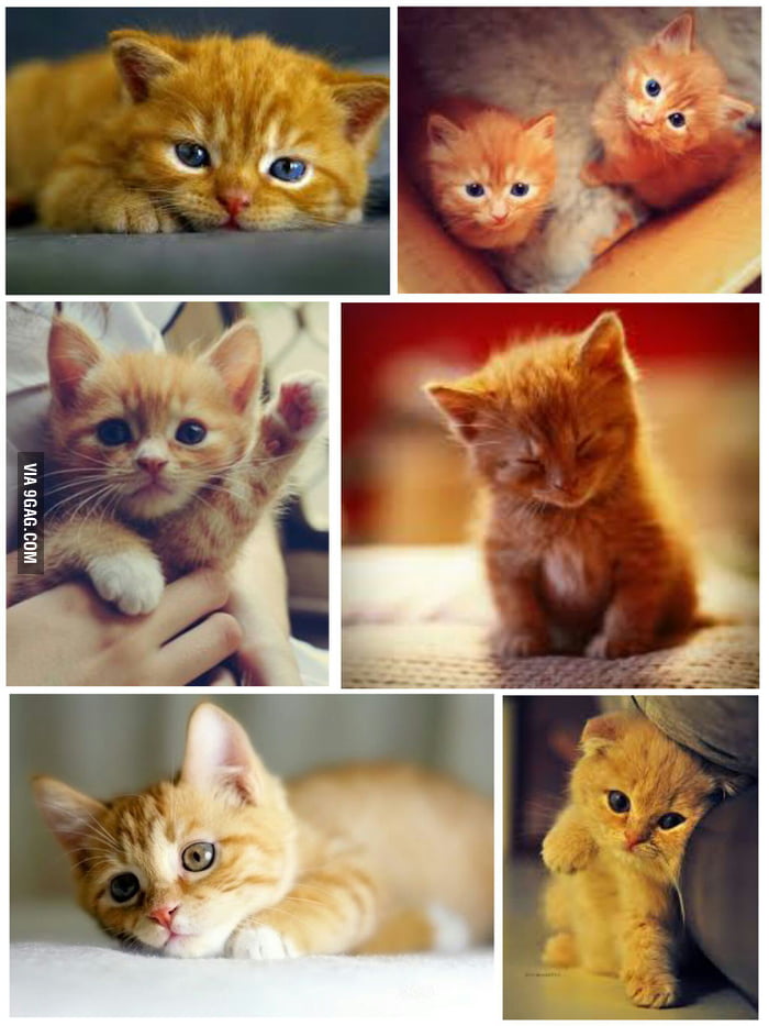 I really love ginger cats, I wish I had one. - 9GAG