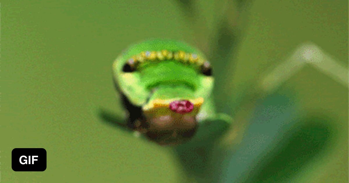 Real life Caterpie! - 9GAG