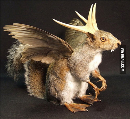 This Is A Typical Bavarian Wolpertinger - 9GAG