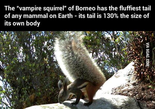 Vampire squirrel - 9GAG